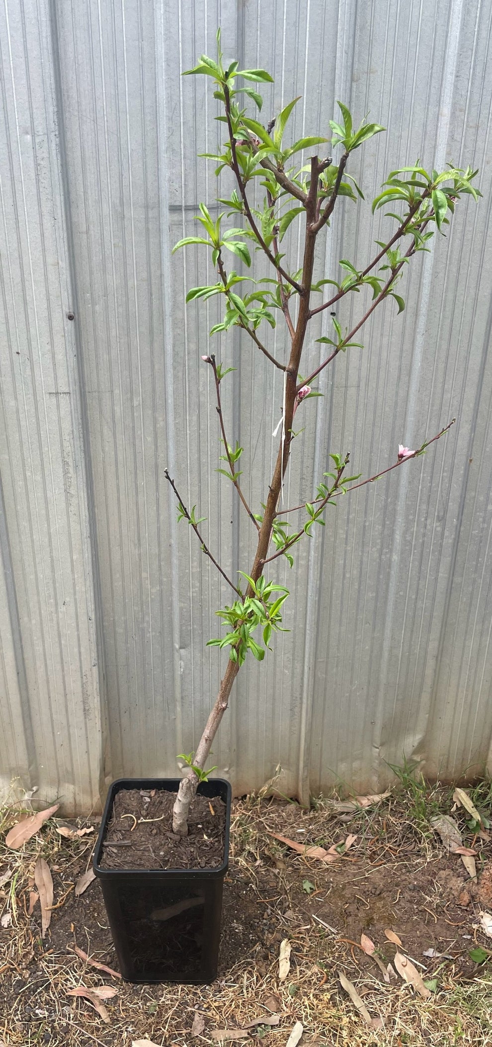 Peach Loring [ Stone fruit ] – ausnurseries