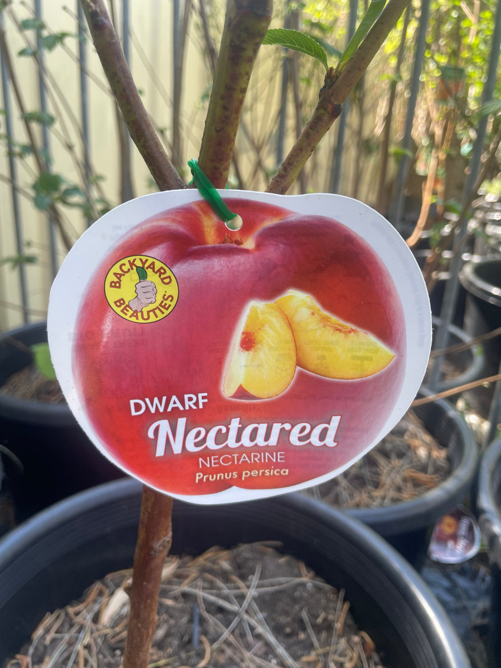 Dwarf Nectarine Necta Red(stone fruit) – ausnurseries