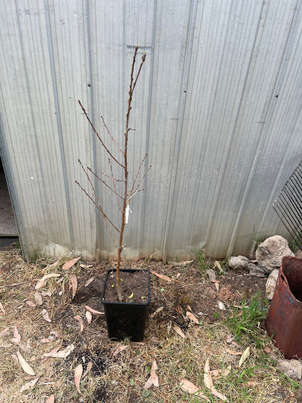 Golden Queen peach Bare rooted [Stone Fruit] – ausnurseries