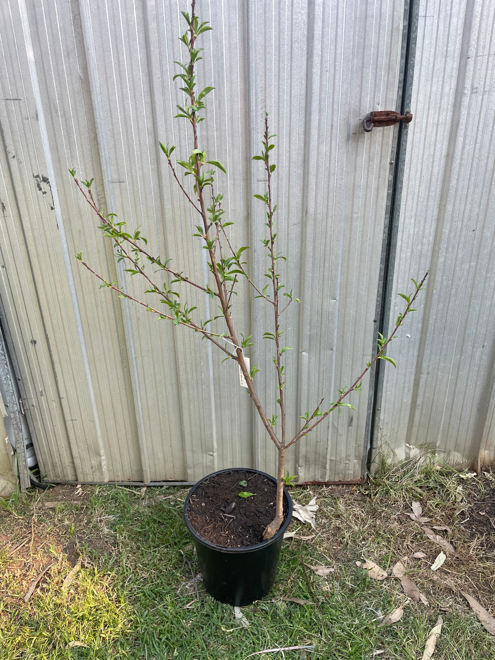 Peach Orion [stone fruit] – ausnurseries