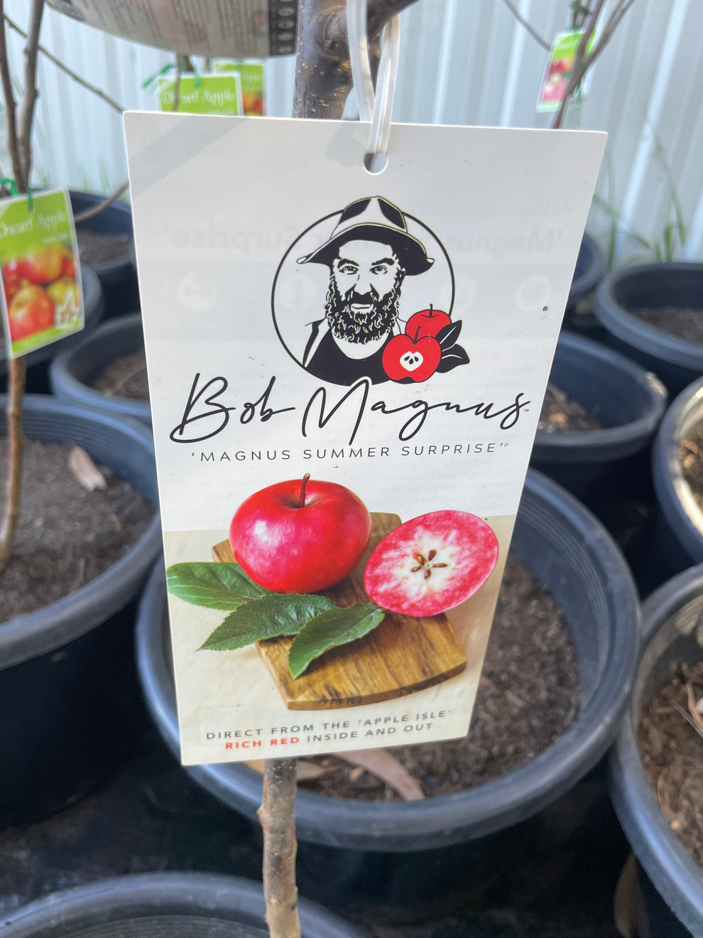 Semi Dwarf Apple Magnus Summer Surprise PBR (stone fruit) Advance size ...