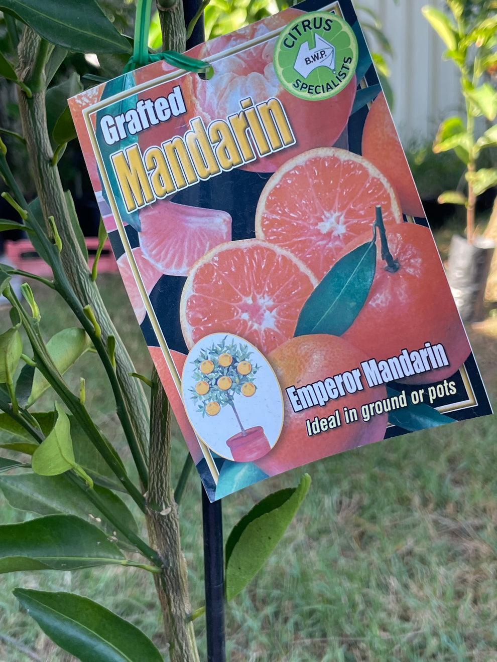 Emperor Mandarin (citrus) – ausnurseries