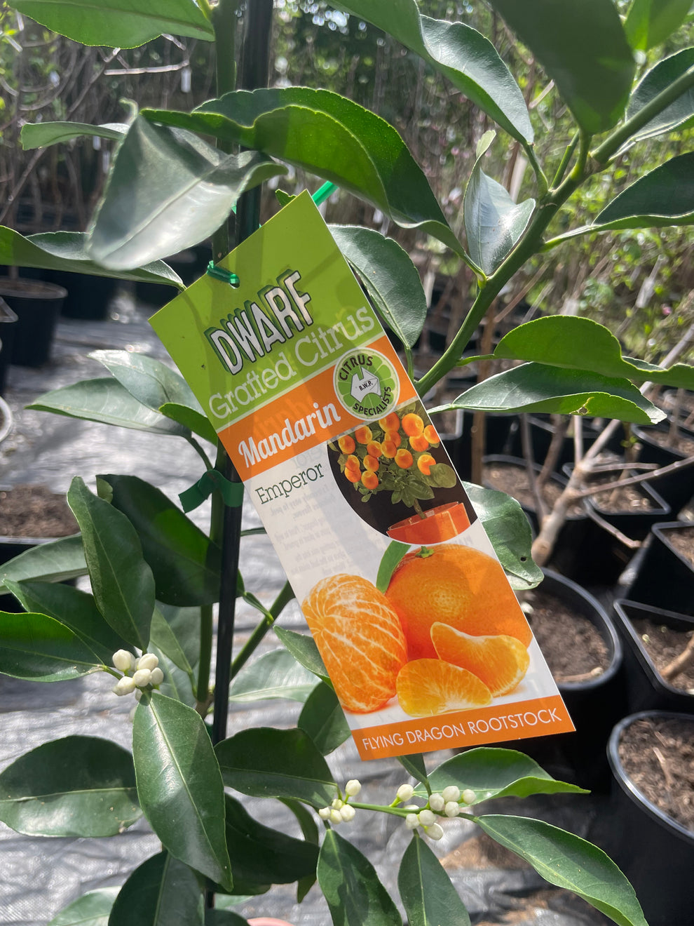 Dwarf Emperor Mandarin(citrus) – ausnurseries