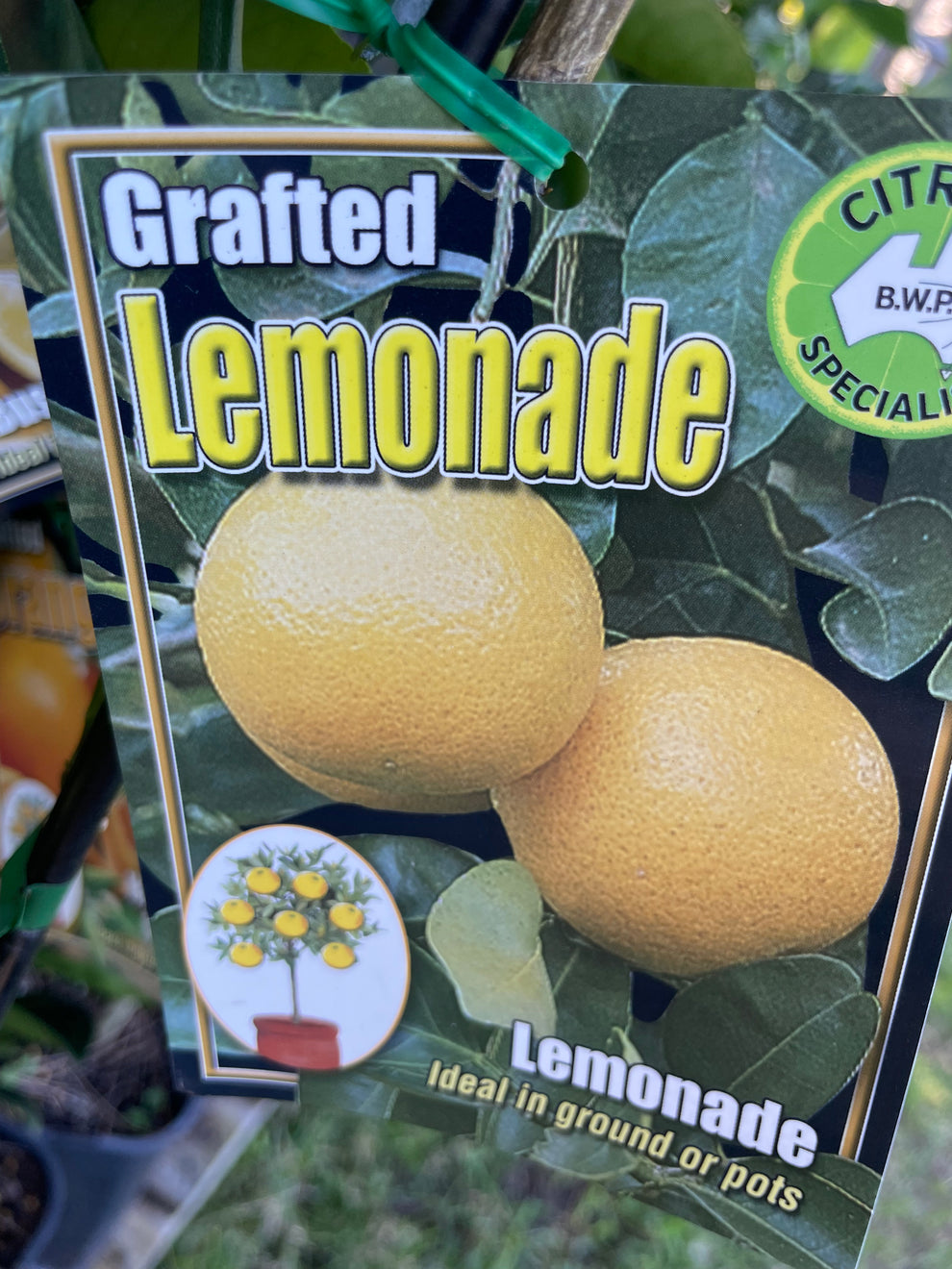 Lemonade tree ( citrus) – ausnurseries