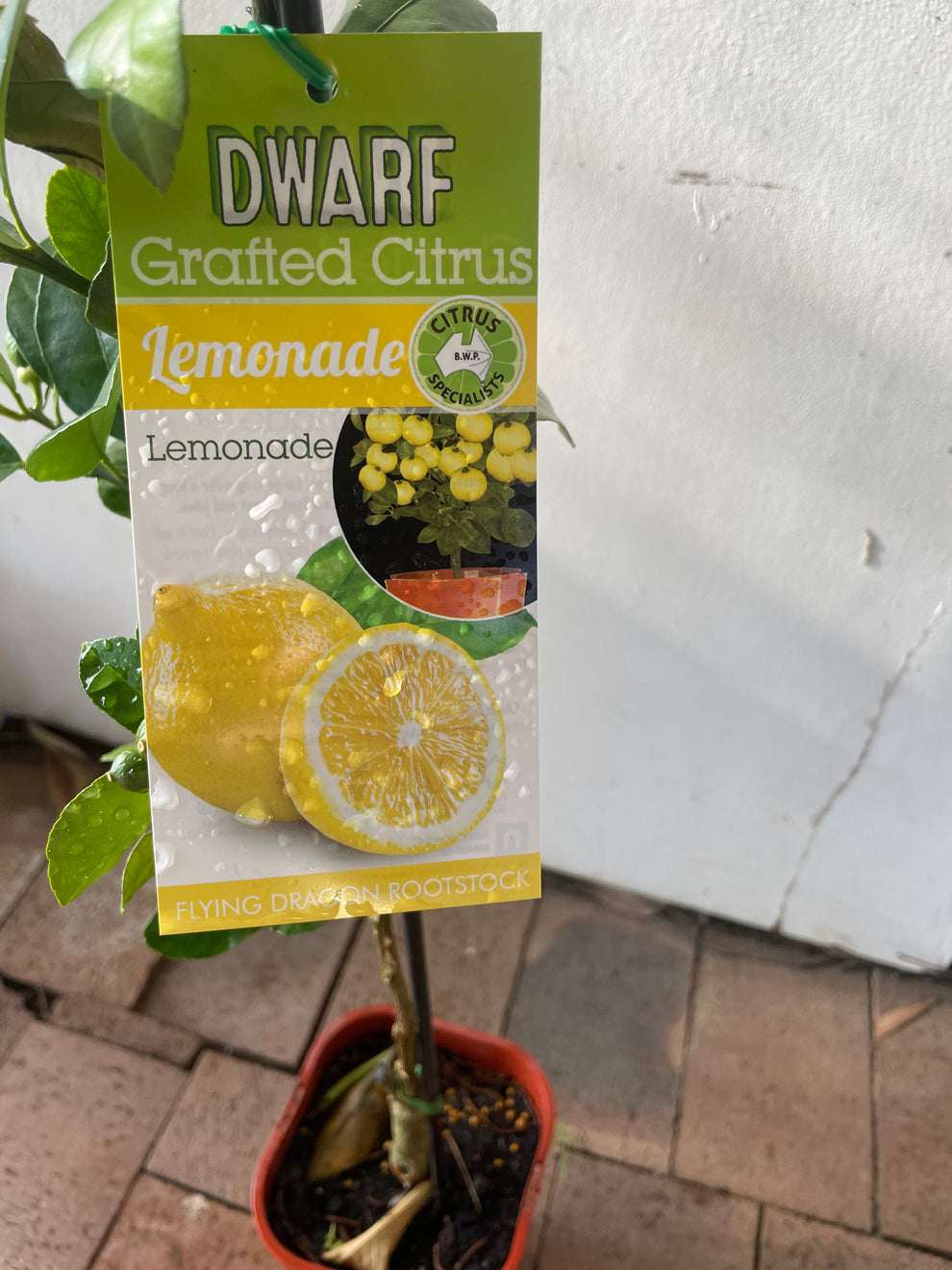 Dwarf Lemonade tree(citrus) – ausnurseries