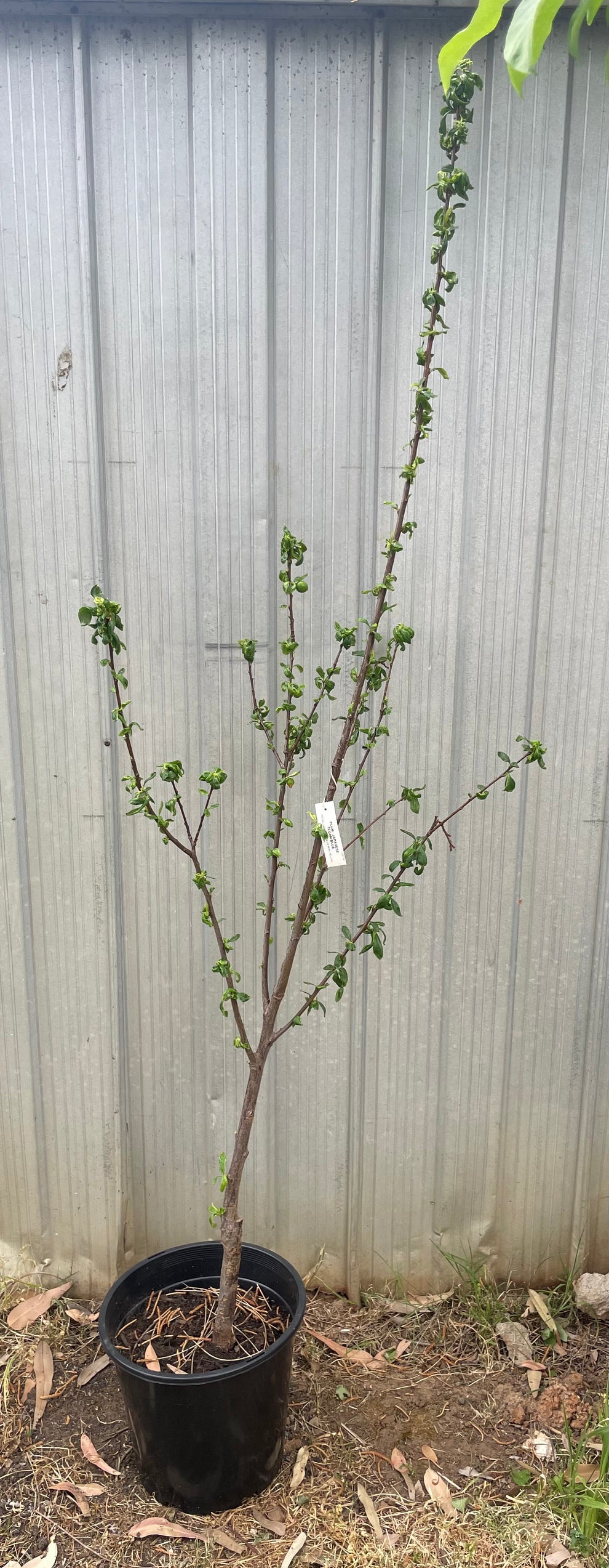 Teagan Blue plum [Stone Fruit] – ausnurseries