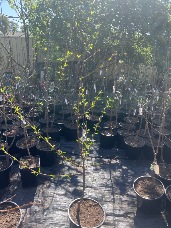 plum Ruby Blood (stone fruit) – ausnurseries