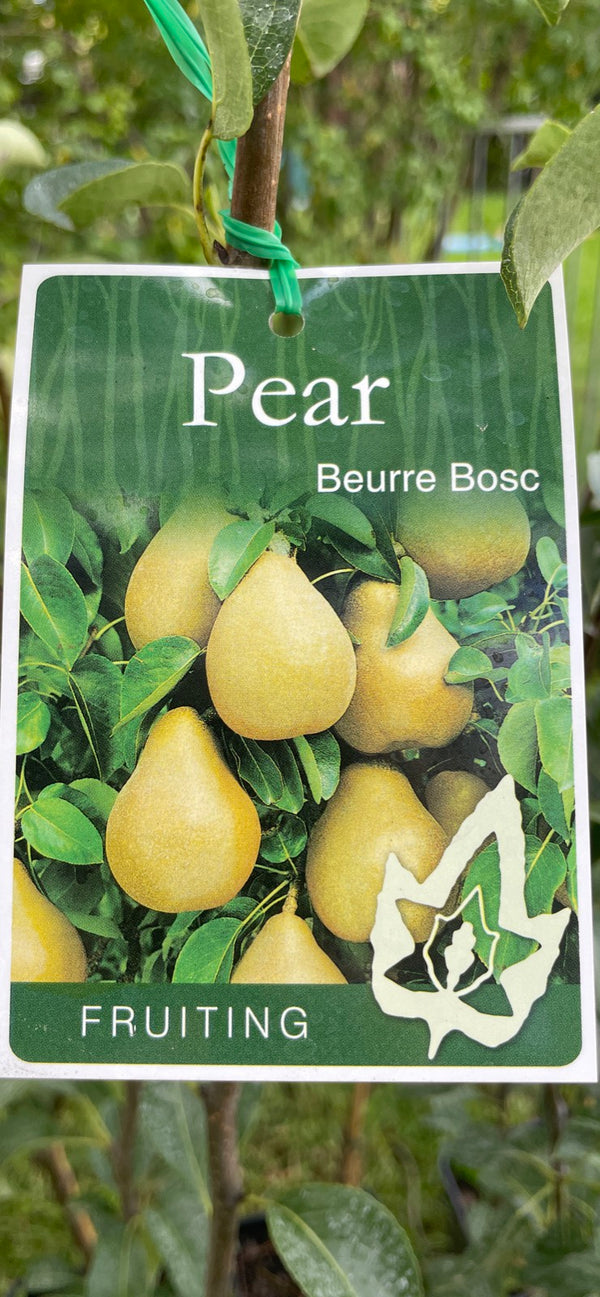 Pears Beurre Bosc ( pome fruit) – ausnurseries